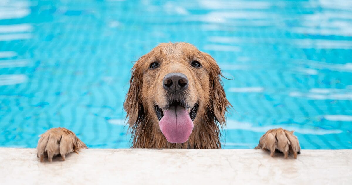 End-of-Summer Dog Swims